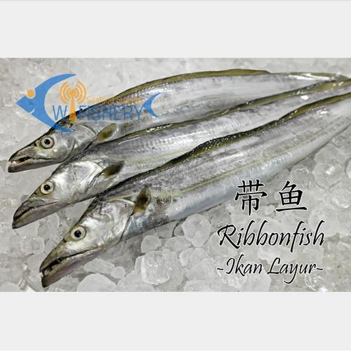 Jual Ikan Layur Fresh Tangkapan Harian - Ribbon Fish - Kota Denpasar ...