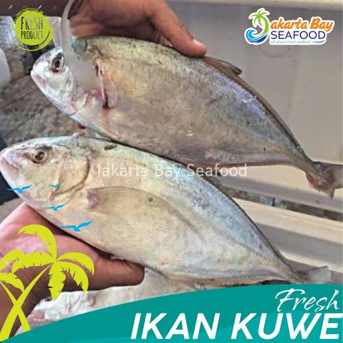Jual Ikan Kuwe (1Kg) isi 2-4 Ekor/Ikan Kue Fresh/Seafood - Jakarta ...