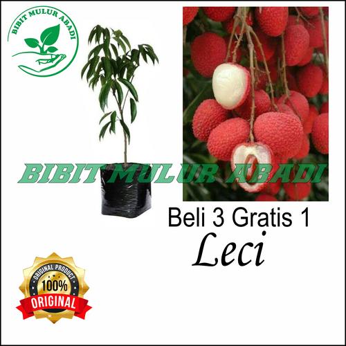 Jual Bibit Tanaman Buah Leci Kom Dwarf Lychee - Kab. Kediri - Mafia ...