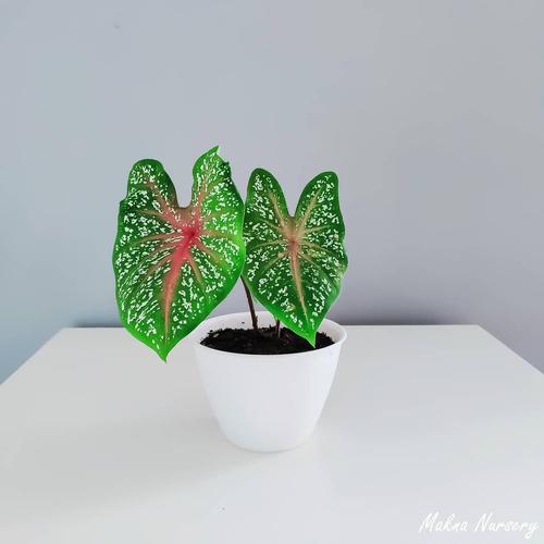 Jual Tanaman hias caladium bicolor / caladium Sp + pot - Jakarta Utara ...