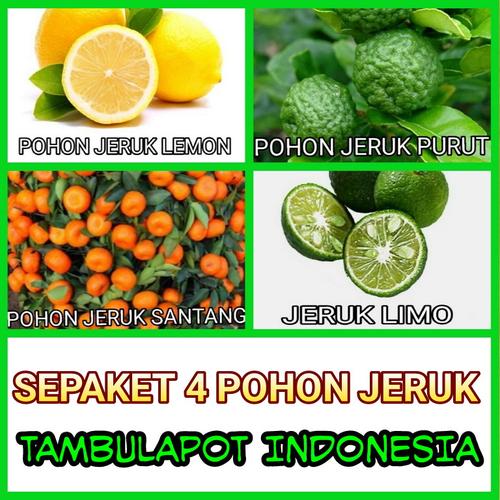 Jual Sepaket 4 Pohon ( Jeruk Lemon,Jeruk Purut,Jeruk Santang,Jeruk Limo ...