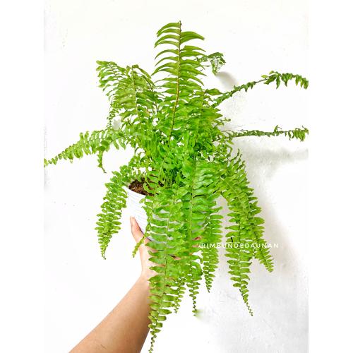 Jual Pakis Paku Gunung Boston Ferns DENGAN POT TAWON tanaman hias ...
