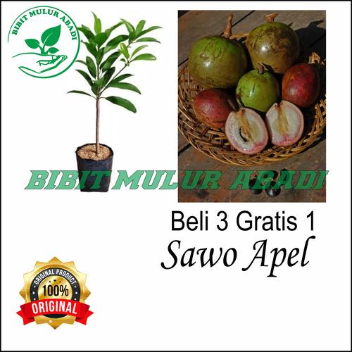 Jual Bibit buah kenitu atau sawo apel - Kota Surabaya - bibit mulur ...