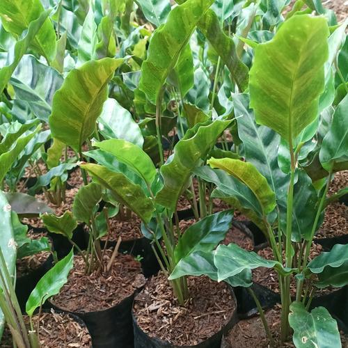 Jual Pohon calathea louisae - Tanaman indoor - Kab. Bogor - Gallery ...