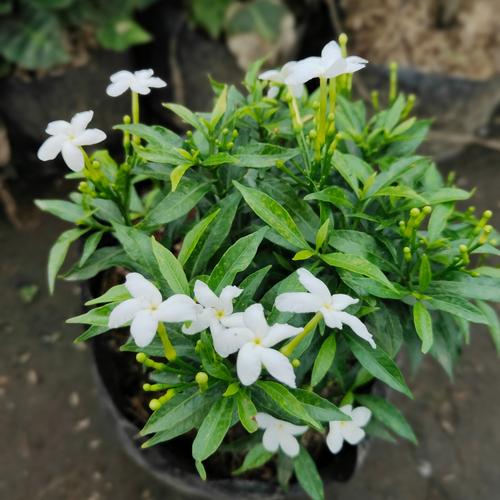 Jual Tanaman Hias Rombusa Mini - Kota Batu - cellosia florist | Tokopedia