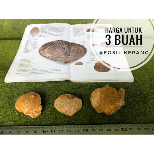 Jual Fosil Kerang B26 atau Fosil Keong atau Fosil Kijing atau Kol ...