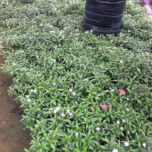 Jual bibit tanaman hias melati sabrina putih, rombusa putih - Kota ...