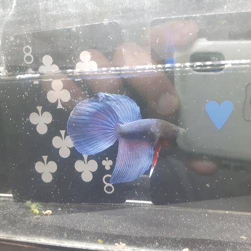 Jual betta Veil Tail - Kota Samarinda - BettaFishBORNEO | Tokopedia