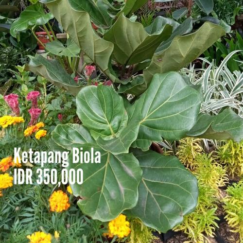 Jual Ketapang Biola Big Size - Jakarta Selatan - Taman Hijau Daun ...