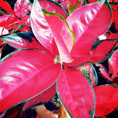 Jual Tanaman hias aglonema supsong jaipong lokal - Kab. Bogor ...