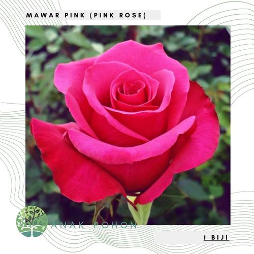 Jual Benih / Bibit Bunga Mawar Pink (Pink Rose) - IMPORT - Kab. Sleman ...