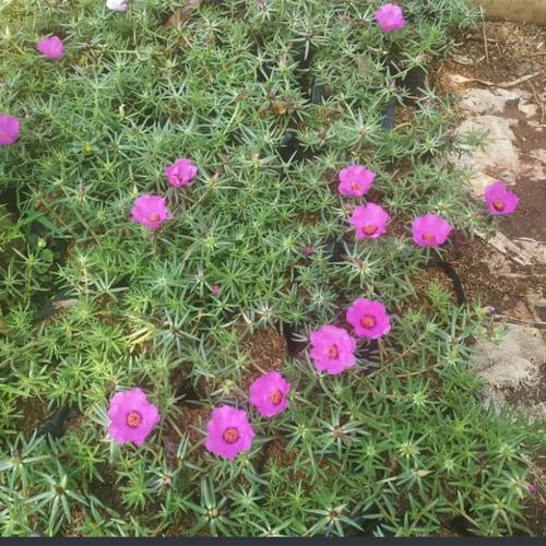 Jual pohon sutra bombay - Kab. Bogor - taman hias parmandenis | Tokopedia