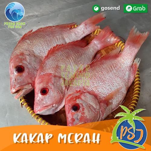 Jual Ikan Kakap merah Segar / Kakap Merah utuhan Murah / Fresh Red ...