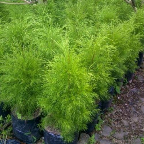 Jual Pohon Cemara Angin Tanaman Hias Bibit Pohon Cemara Angin - Kab. Bogor - Dita Taman | Tokopedia