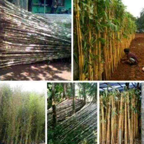 Jual tanaman bambu Jepang untuk pager - Kota Depok - Tunas Wangi ...