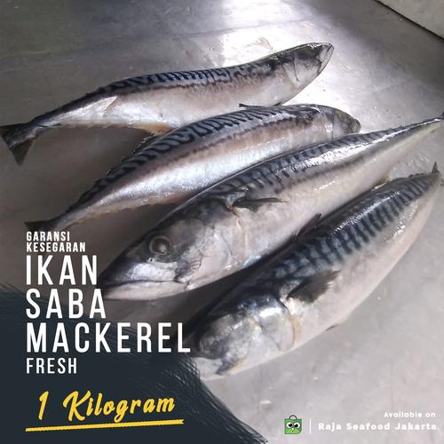 Jual Ikan Saba Mackerel 1 kg / Ikan Makarel / Ikan Saba Norwegia origin ... Jual Ikan Saba Mackerel 1 kg / Ikan Makarel / Ikan Saba Norwegia origin ...