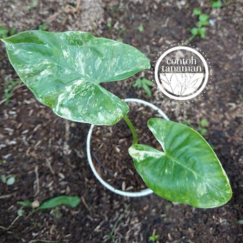 Jual Colocasia Variegata - Taro - Talas - Sente Variegata - Kab ...