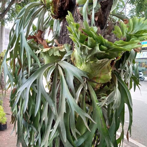 Jual Pohon Tanduk Rusa Asli Besar - Kab. Bogor - Faizashopp | Tokopedia