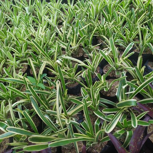 Jual tanaman bromelia variegata/ bromelia mini - Jakarta Timur - Rumah ...