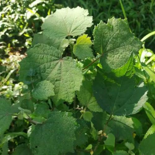 Jual DAUN PUNGPURUTAN DAUN HERBAL ASLI PETIK DARI POHON - Kab. Bekasi ...