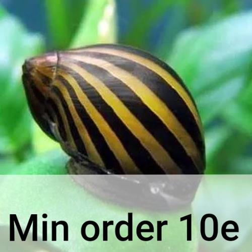 Jual Keong Turbo Zebra Snail Nerite Pembersih Lumut Alga Algae Eater ...