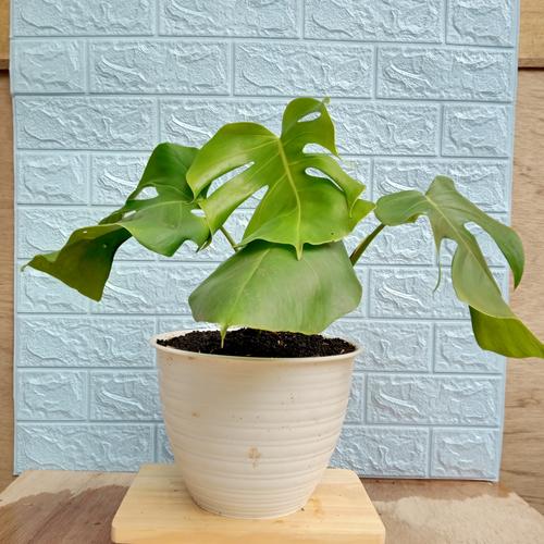 Jual tanaman monstera deliciosa promo dan pot tawon putih - Jakarta ...