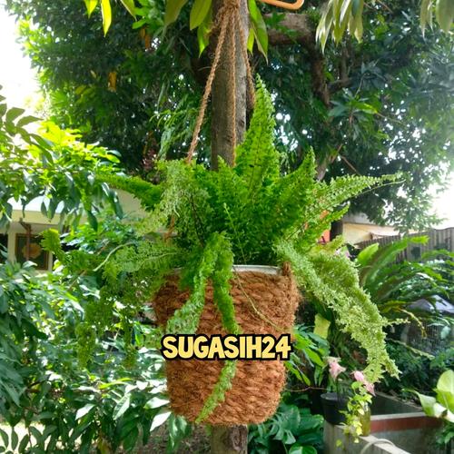 Jual POT BUNGA SERABUT KELAPA GANTUNG CANTIK - Kab. Kebumen - PRODUK ...