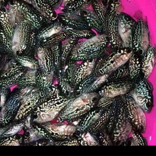 Jual Ikan Louhan/ lohan Red Texas ori Thailand ukuran 4 cm - Kab ...