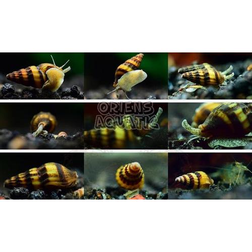 Jual Hiasan Aquascape - Keong Assasin Snail Si Pembasmi Hama (100e) - 1 ...