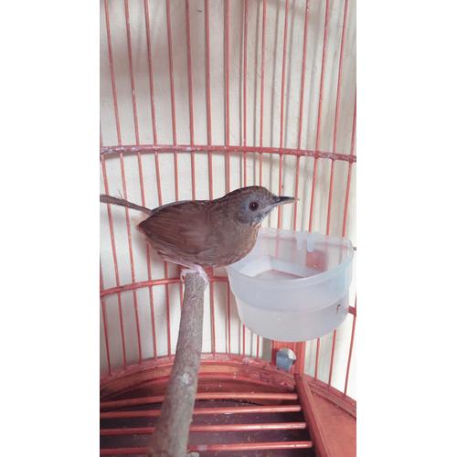 Jual Burung wambi mini - Kota Bandung - Burung-burung | Tokopedia