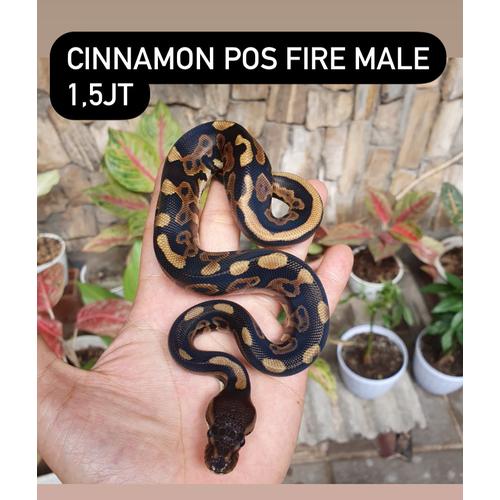 Jual ball python cinnamon poss fire male - Kab. Tangerang ...