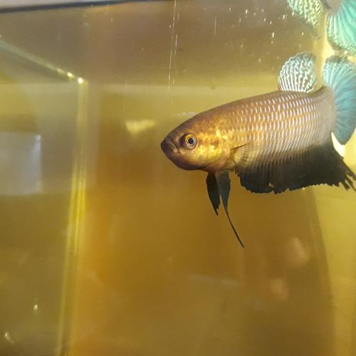 Jual wild betta simorum/bellica cupang alam ukuran 9-10cm - Kota Jambi ...