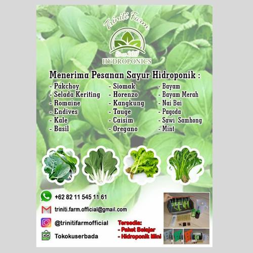 Jual Sayur Hidroponik Segar Bersih Non-Pestisida Bisa di Jus - Jakarta ...