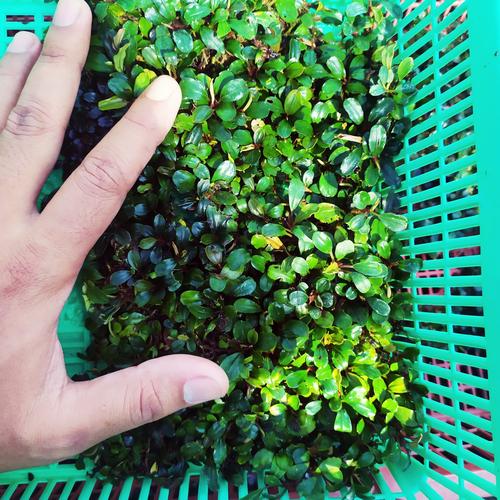 Jual bucephalandra mini melawi 1/2 keranjang - Kab. Boyolali ...