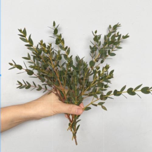 Jual 1 tangkai Dried preserved eucalyptus parvi parvioli, daun parvi ...