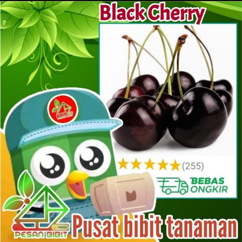 Jual bibit ceri hitam kondisi berbuah BLACK CHERRY ceri paling manis ...