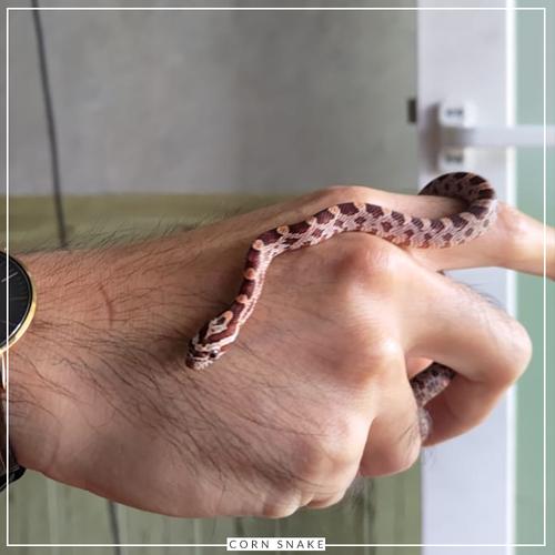 Jual Corn Snake Baby /ular/reptil - Kota Tangerang Selatan - Raden ...
