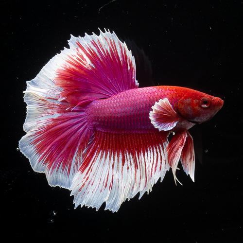 Jual Cupang Hias Halfmoon Male / Betta Fish Halfmoon - No 2 - Kota ...