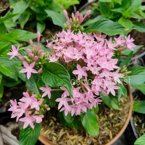 Promo Tanaman Hias Bunga Pentas - Merah Muda - Kota Batu - cellosia ...