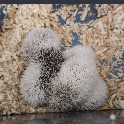 Jual landak mini anakan pinto - Kota Tangerang Selatan - landakminii ...