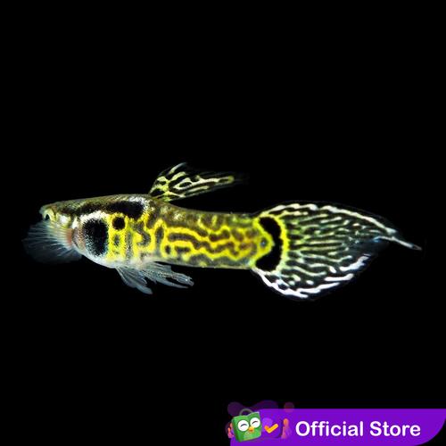 Jual Guppy Mini Tiger Endler / Ikan Hias Air Tawar Aquascape - Kota Tangerang - CGK Online ...