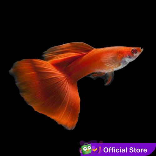 Promo Guppy Albino Full Red ( AFR ) Mata Merah / Ikan Hias Air Tawar - Jantan Remaja - Kota ...