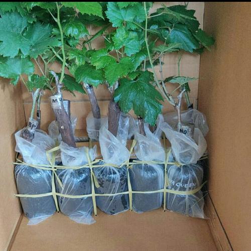 Jual Promo Paket Termurah 4 Bibit Aneka Anggur Import Grafting Murah ...