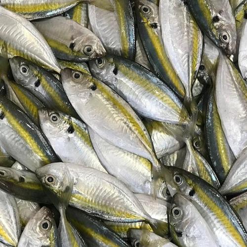Jual Ikan Selar Fresh - 2kg - Jakarta Utara - MuaraSeafood | Tokopedia