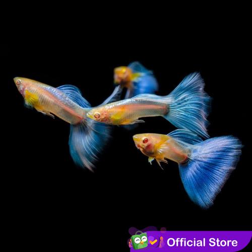 Jual Guppy Albino Blue Topaz Sky Blue / Ikan Hias Air Tawar Aquascape - Betina - Kota Tangerang ...