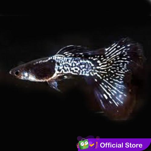 Jual Guppy Metal Snake Skin Black Lace ( MSSBL ) / Ikan Hias Air Tawar - Jantan - Kota Tangerang ...
