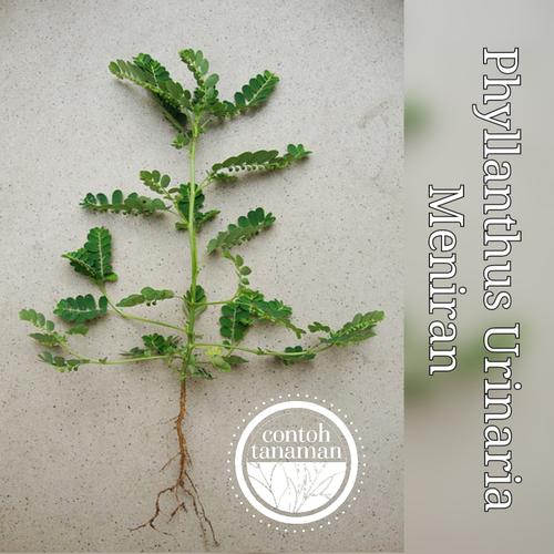 Jual Tanaman Meniran - Phyllanthus Urinaria - Kab. Pasuruan - Contoh ...