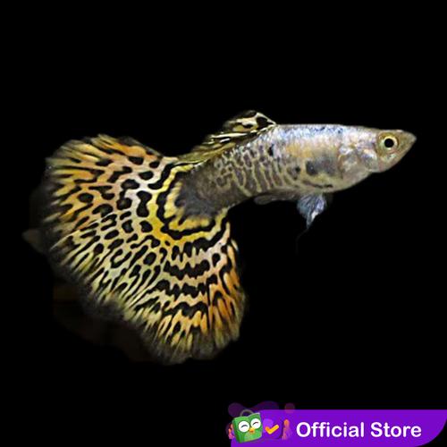 Jual Guppy Platinum Tiger Yellow / Ikan Hias Air Tawar Aquascape - Betina - Kota Tangerang - CGK ...