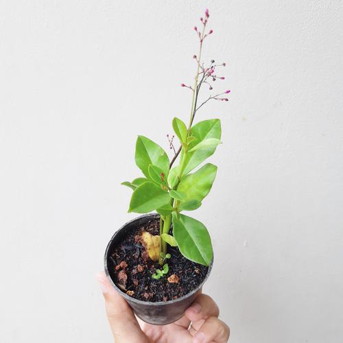 Jual Bibit Tanaman Baby Ginseng Jawa - Kab. Bandung - bibitanaman ...