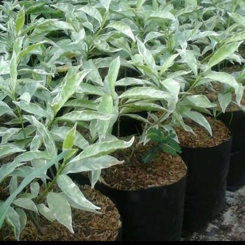 Jual tanaman Hias sabrena putih/ rembosa mini - Kota Depok - Arisflora ...